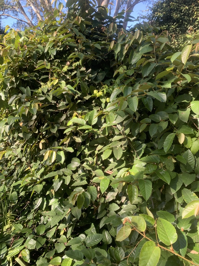 Kangaroo Vine from Meadowbrook, QLD, AU on July 19, 2023 at 11:09 AM by ...