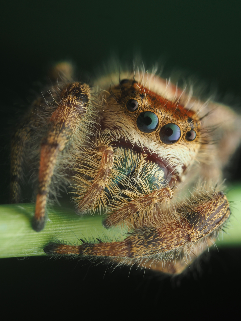 Brilliant Jumping Spider from Freeman Farm Way, Rolesville, NC, US on ...