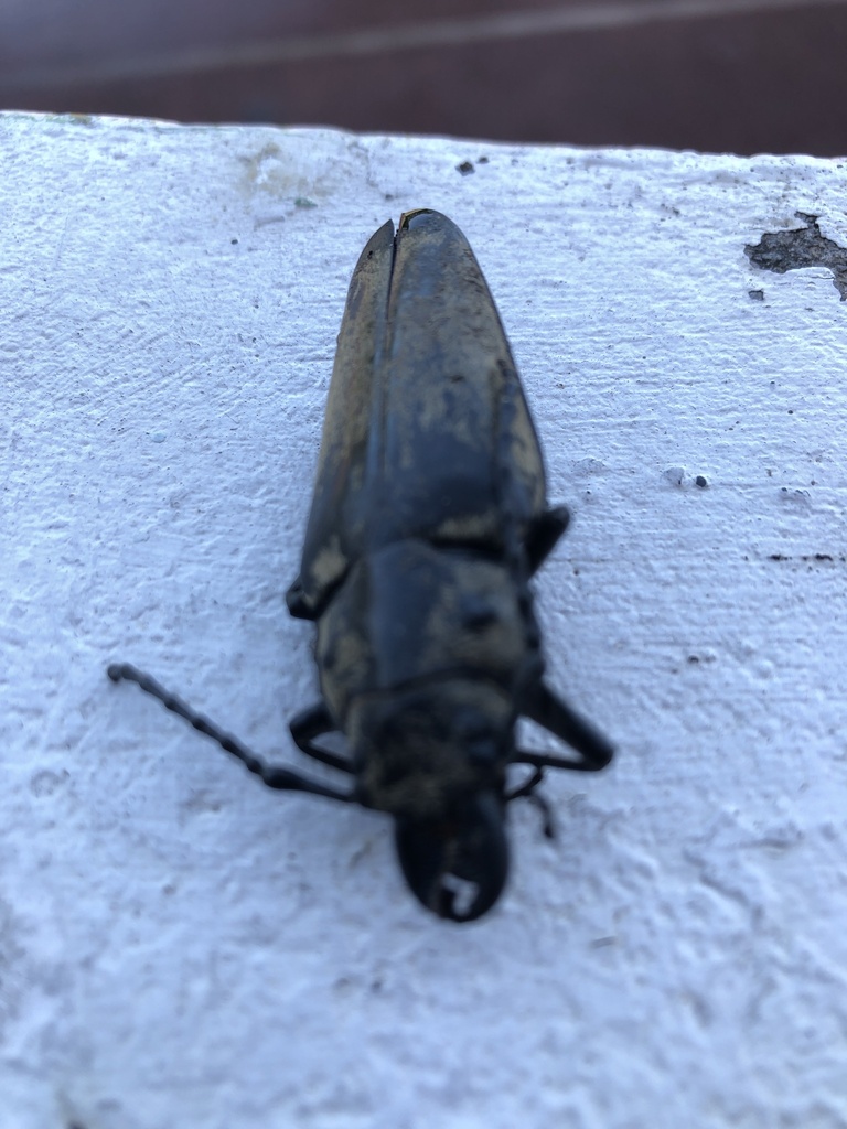 Cucujiform Beetles from 橫山國小, 橫山鄉, HSQ, TW on July 19, 2023 at 09:16 AM ...
