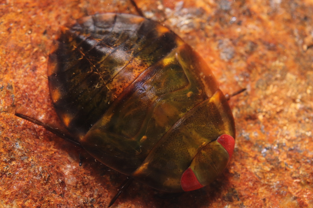 Creeping Water Bugs from Paula Cândido - State of Minas Gerais, 36544 ...