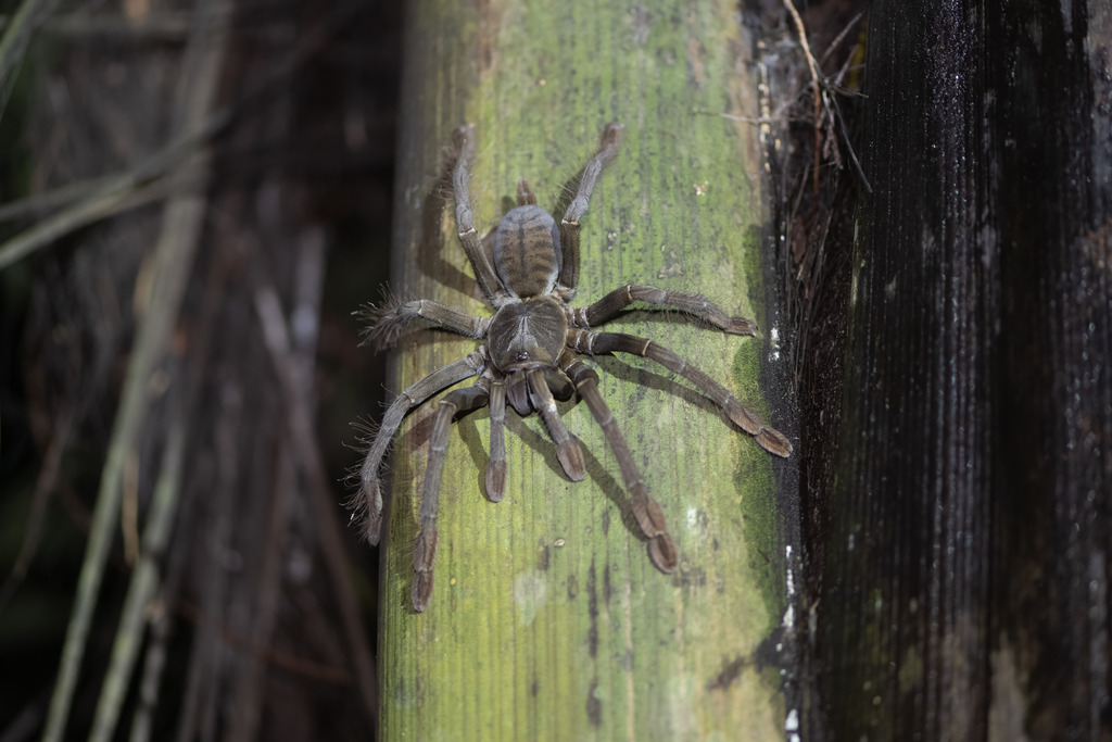 Sulawesi Black Tarantula from Bitung City, North Sulawesi, Indonesia on ...