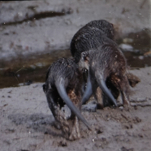 Identificaciones de averroes · iNaturalist Chile