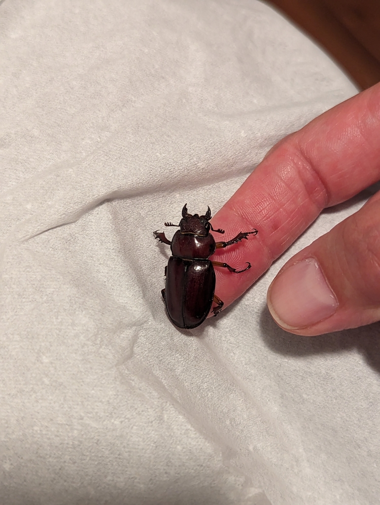 Reddish-brown Stag Beetle from Edgewater, OH 44107, USA on July 18 ...