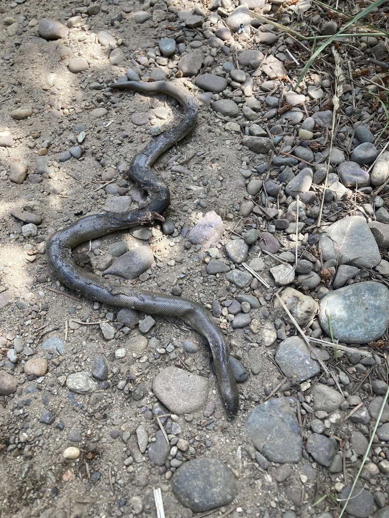 Northern Rubber Boa from Lolo National Forest, Saltese, MT, US on July ...