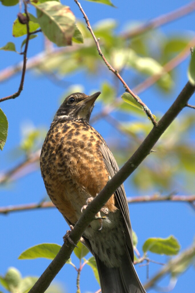 American Robin from Totem Lake, Kirkland, WA, USA on July 10, 2023 at ...