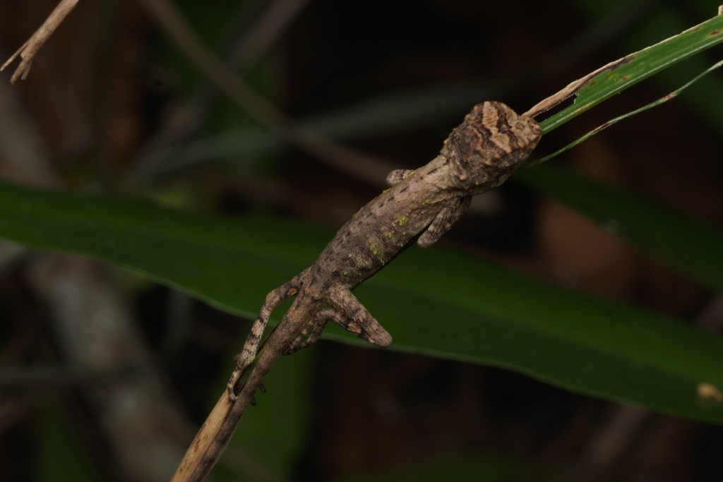 Okinawa Tree Lizard in July 2023 by Do-yoon Kim · iNaturalist