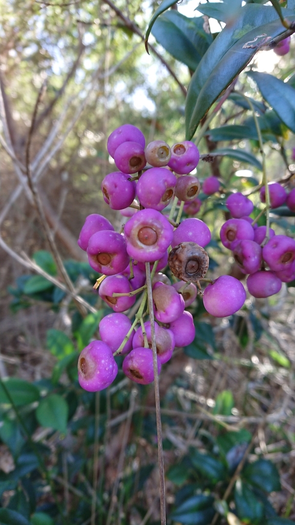 Waterberries from Hat Head, AU-NS-KE, AU-NS, AU on July 19, 2023 at 11: ...