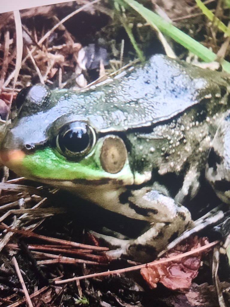 Green Frog from Cantley, QC J8V 3B2, Canada on July 18, 2023 at 10:57 ...
