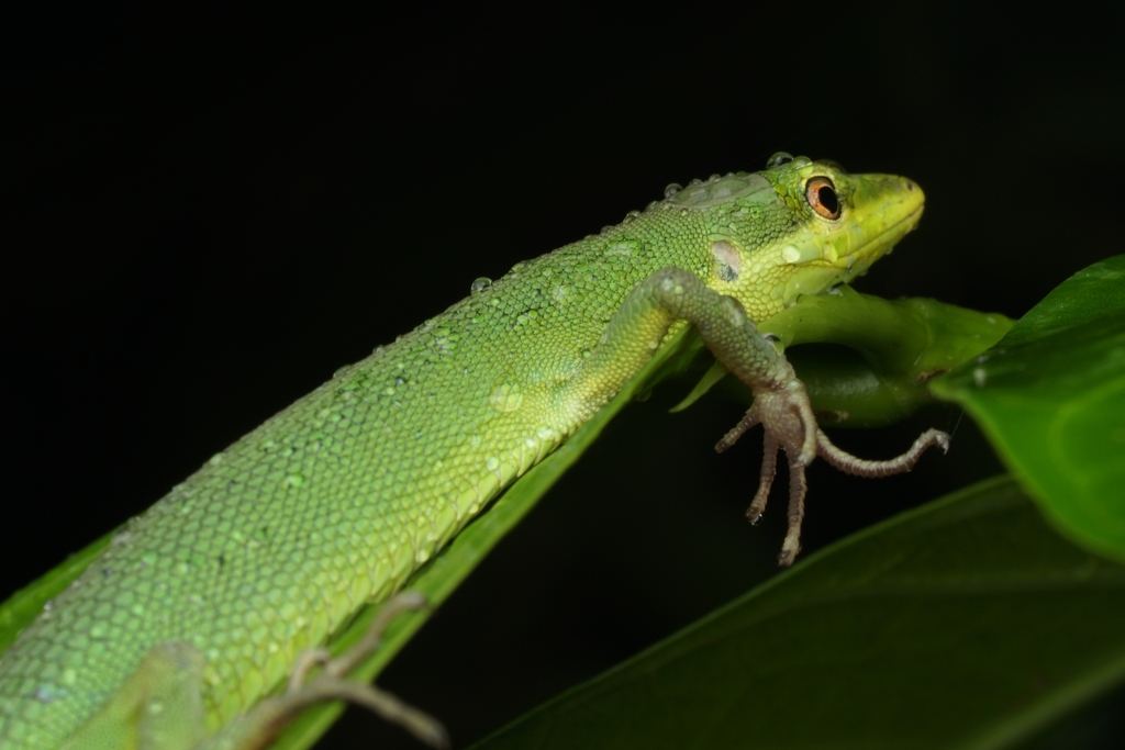 Sakishima Grass Lizard in July 2023 by Do-yoon Kim · iNaturalist