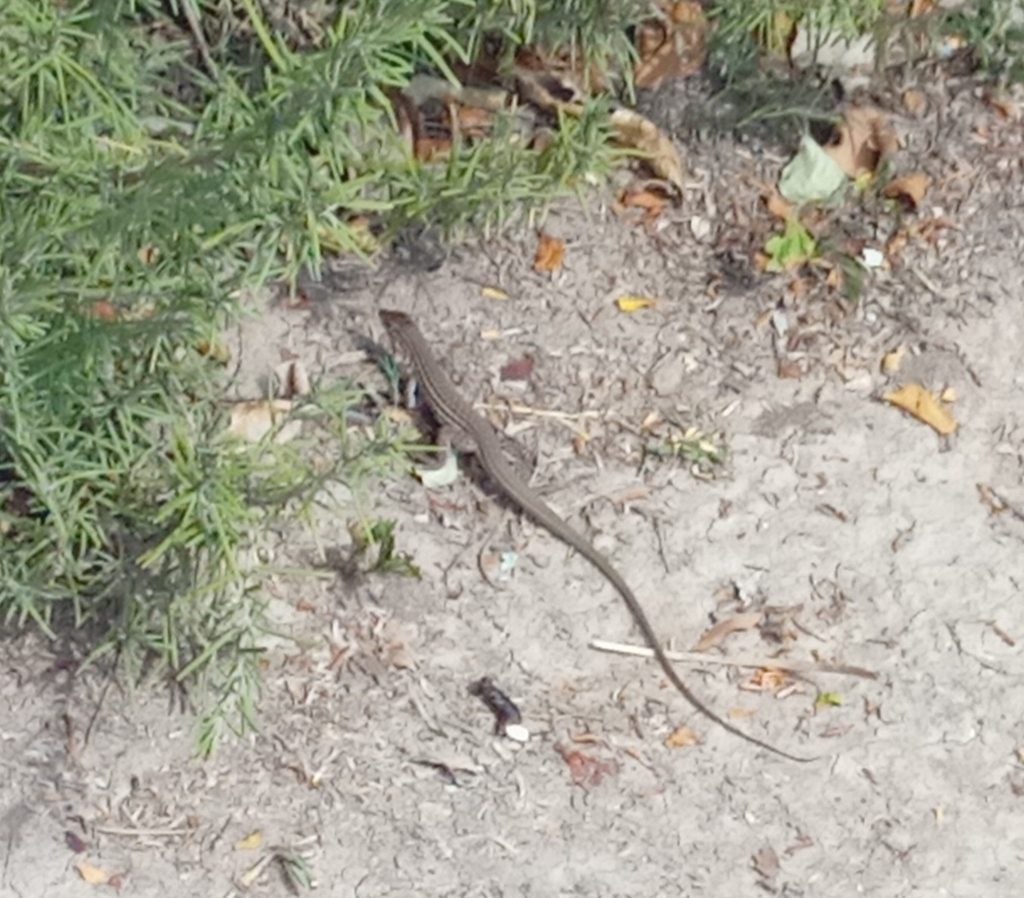 Common Spotted Whiptail from 78933 S.L.P., México on July 11, 2023 at ...