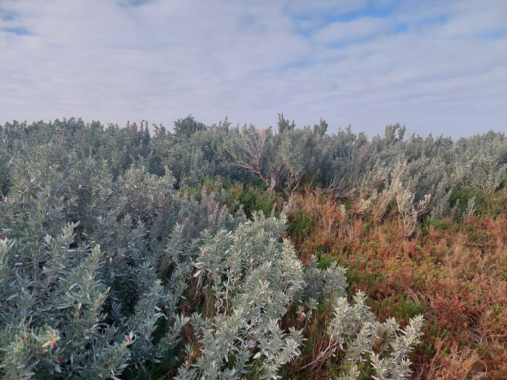 Grey Saltbush from Altona VIC 3018, Australia on July 19, 2023 at 10:05 ...