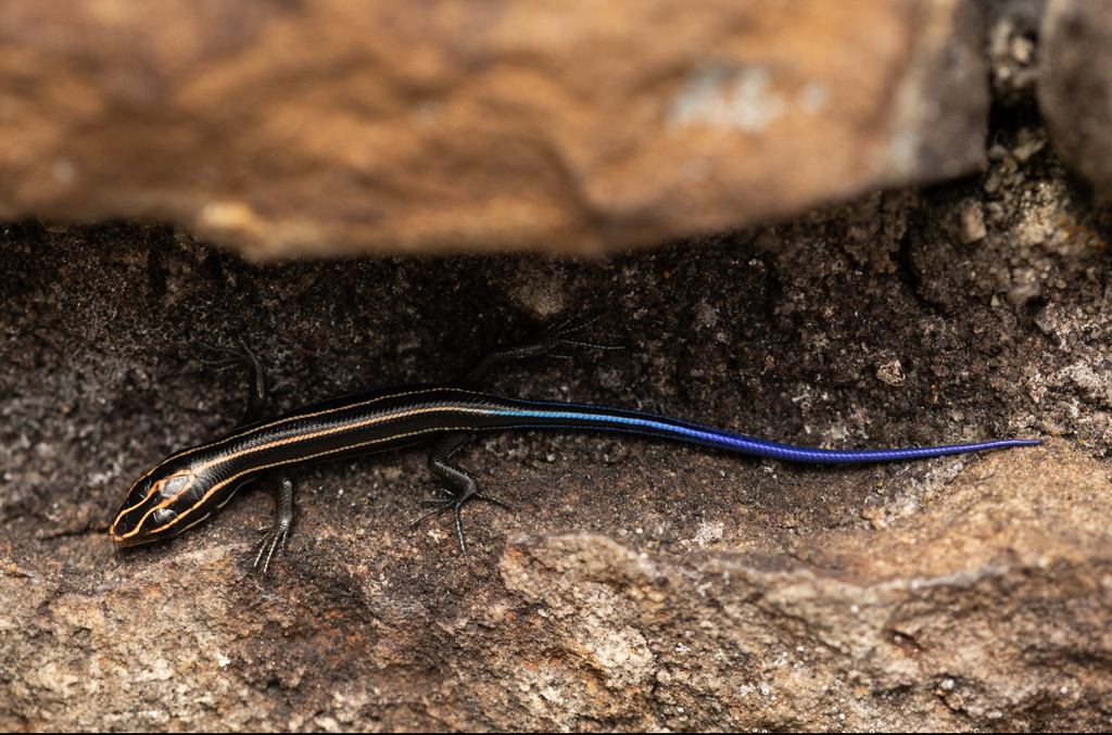 Toothy Skinks in July 2023 by buglover19 · iNaturalist