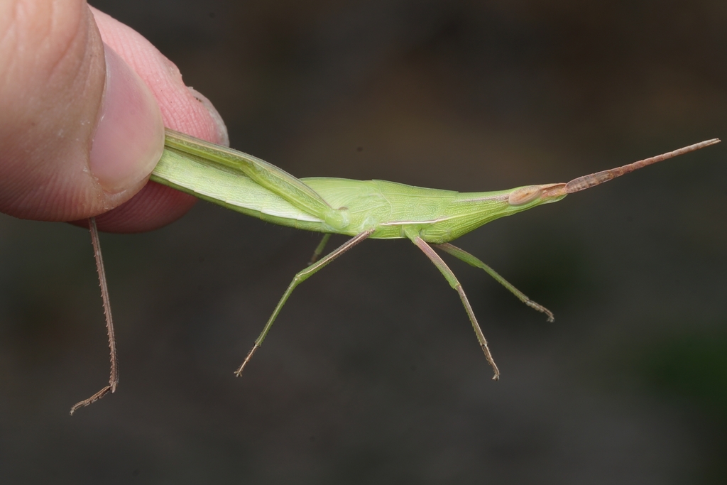 Oriental Longheaded Locust from 일본 〒907-1434 오키나와현 Yaeyama District ...