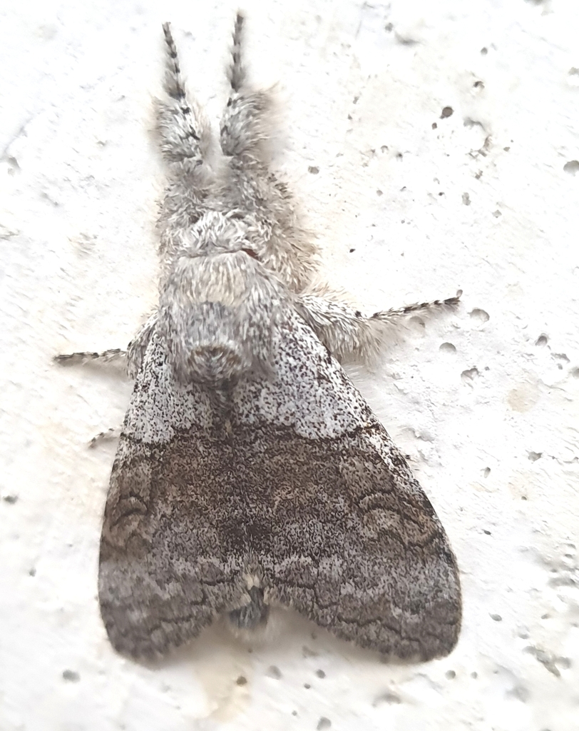 Grote's Tussock Moth from Sergithang Gewog Meeting Hall on July 14 ...