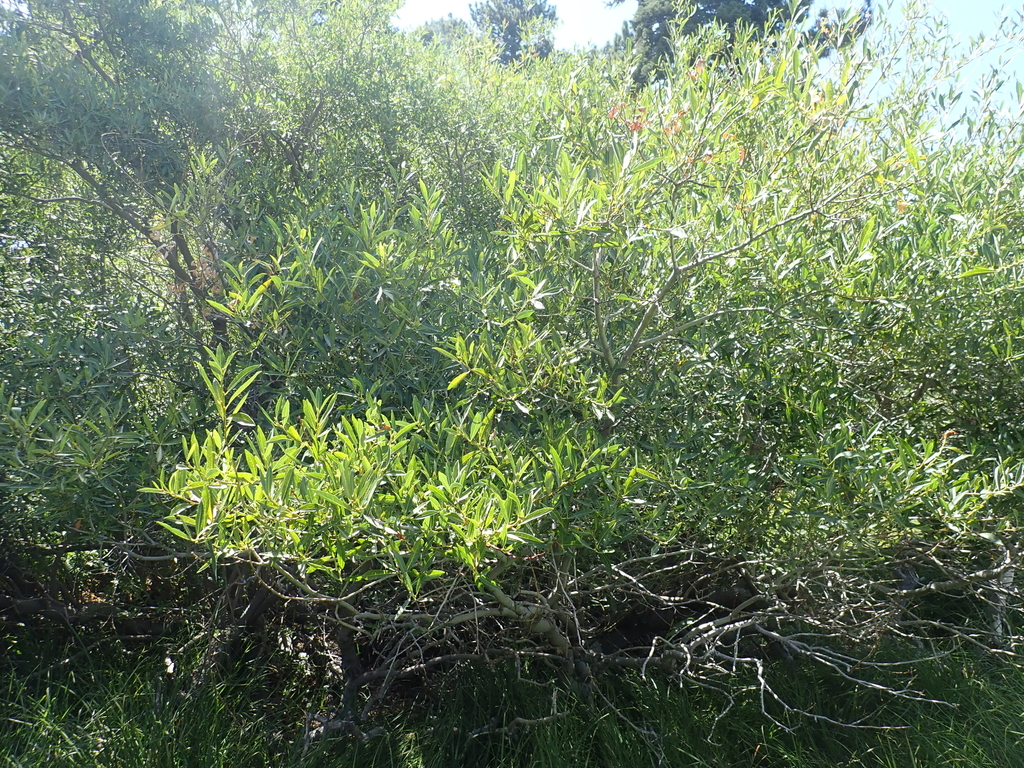 Lemmon's willow from Riverside County, CA, USA on August 13, 2018 at 02 ...
