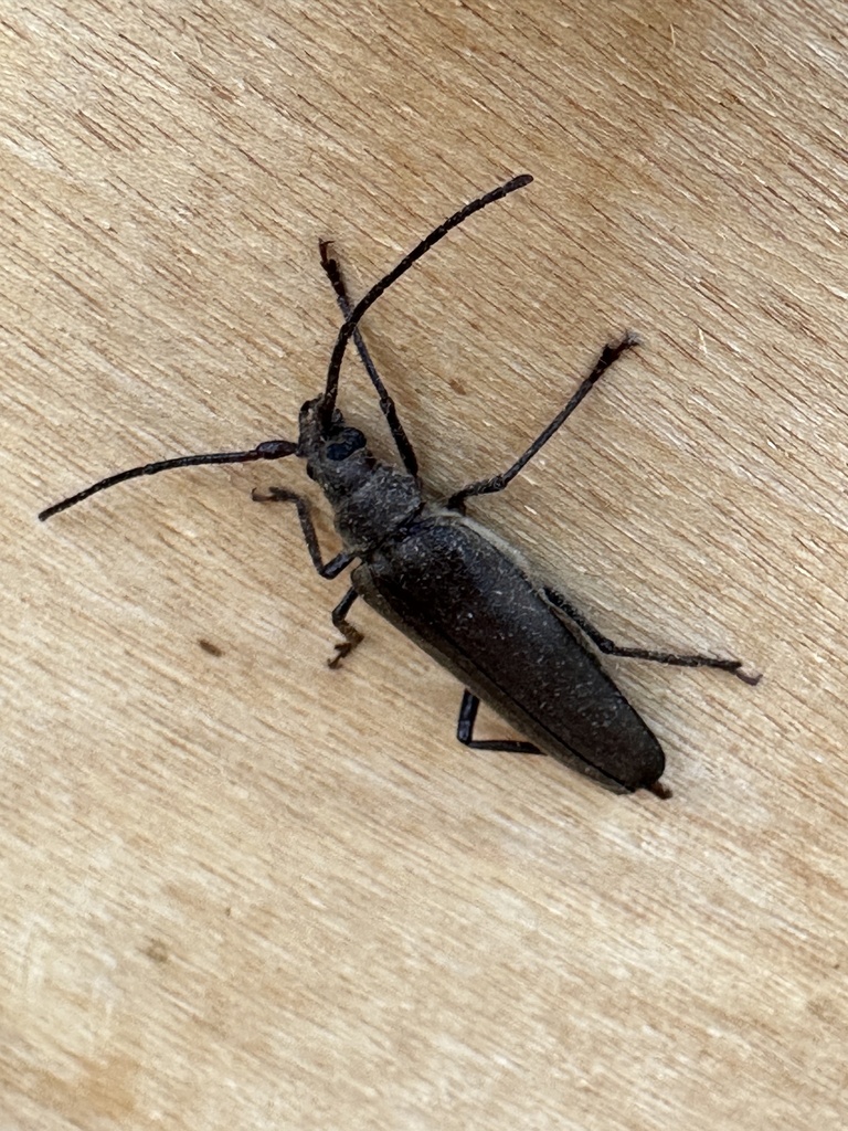 grain support beetle from Chemin du Pas de l'Ave, Lorgues, Provence ...