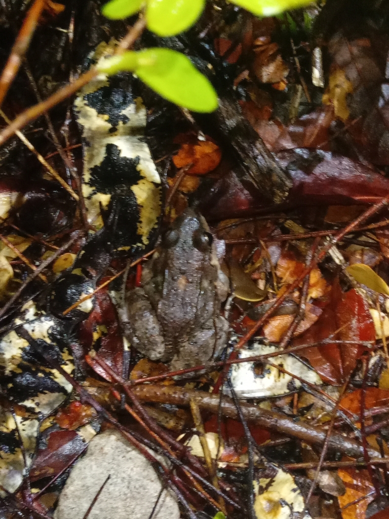 Neotropical Grass Frogs from Zoologico interactivo “San Miguel” on May ...