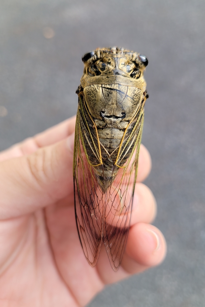 Black Giant Cicada from 일본 〒905-1427 오키나와현 Kunigami District, 구니가미손 요나 ...