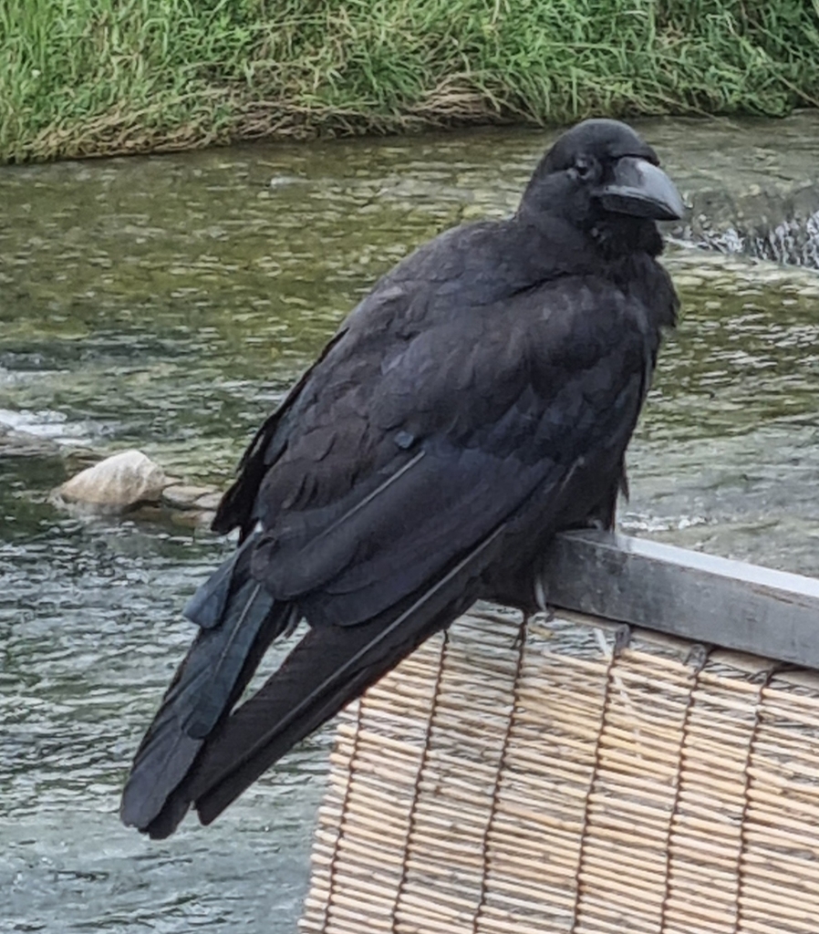 Large-billed Crow from Japan, 〒600-8012 Kyoto, Shimogyo Ward, Saitōchō ...