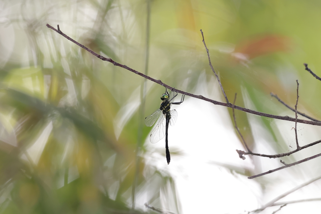 Macromidia ishidai from 台灣屏東縣 on June 4, 2023 at 05:10 PM by 李宜龍 ...