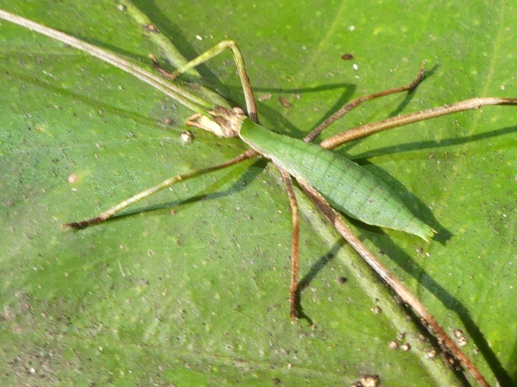 Anthophiloptera from Wallaga Lake NSW 2546, Australia on July 8, 2023 ...