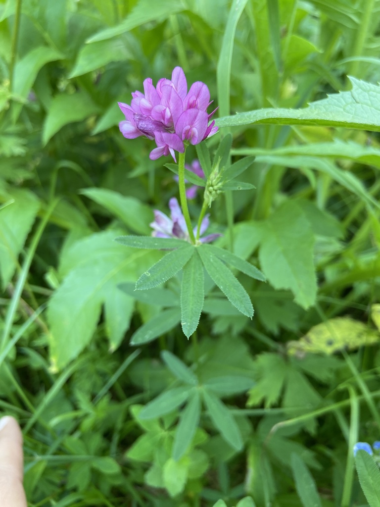 lupine clover from Ermakovskiy rayon, RU-KX, RU on July 19, 2023 at 03: ...