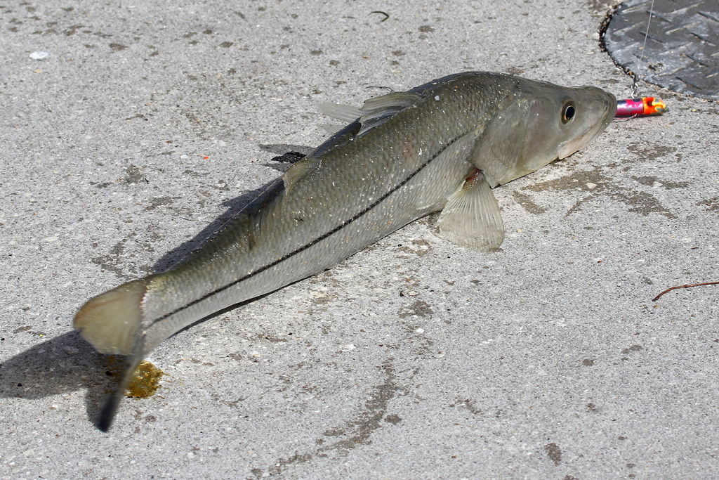 Common Snook from Palm Beach, Florida, United States on December 25 ...