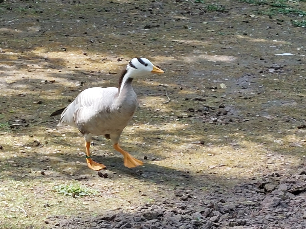 Bar-headed Goose from Südpark on July 29, 2022 at 04:09 PM by Jacky ...
