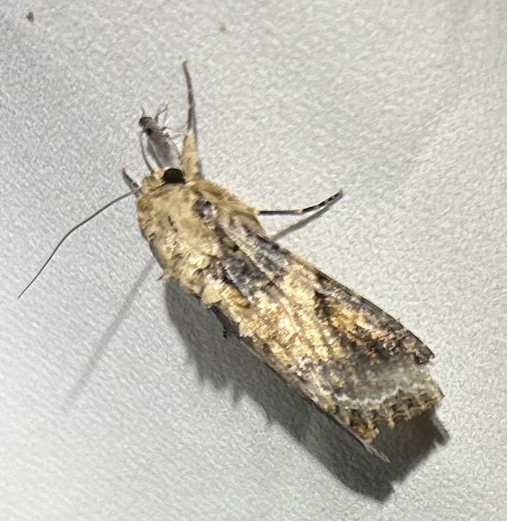 Velvet Armyworm Moth in July 2023 by vanwest · iNaturalist