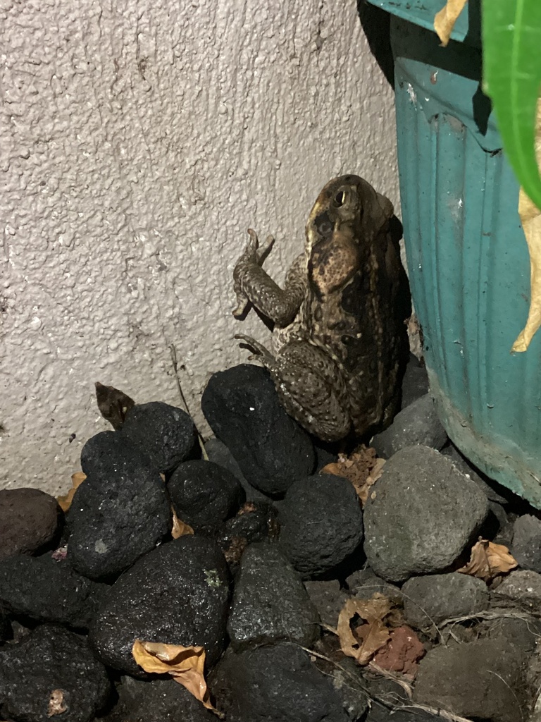 Cane Toad in July 2023 by tealeaffe · iNaturalist