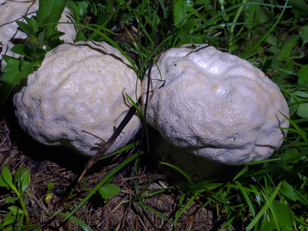 Brain puffball from 640台灣雲林縣斗六市社口里 on July 19, 2023 at 08:44 PM by 古國順 ...