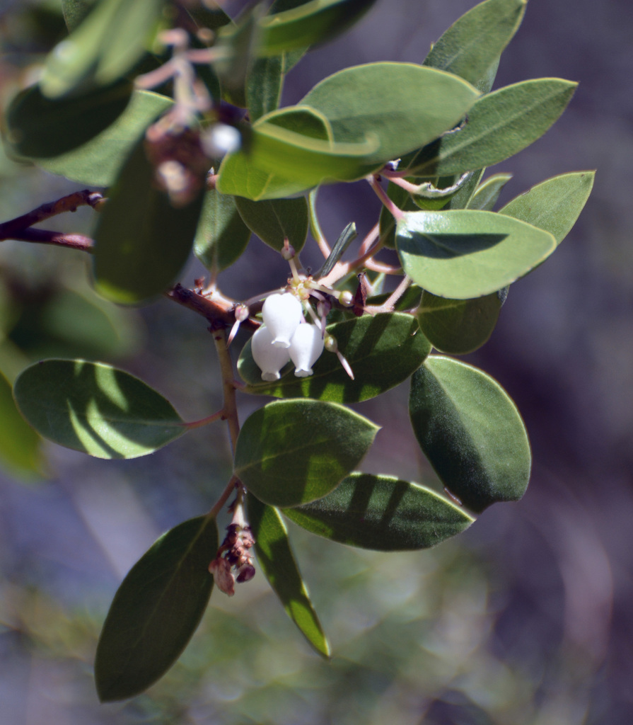 Contra Costa manzanita from Black Diamond Mines on February 14, 2016 by ...
