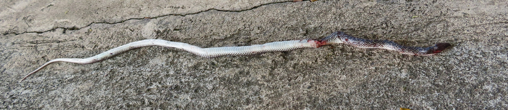 Common Wolf Snake from Makassar, Makassar City, South Sulawesi ...