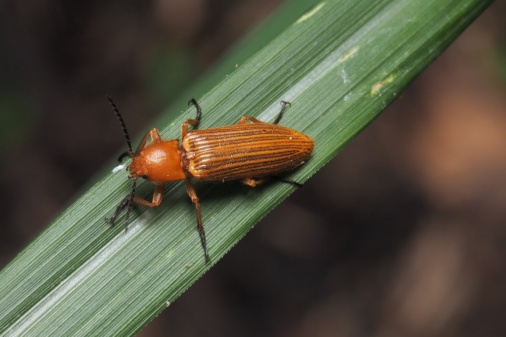 Hemiops flava from 台灣新竹縣 on July 19, 2023 at 09:52 AM by 湯淑珍 · iNaturalist