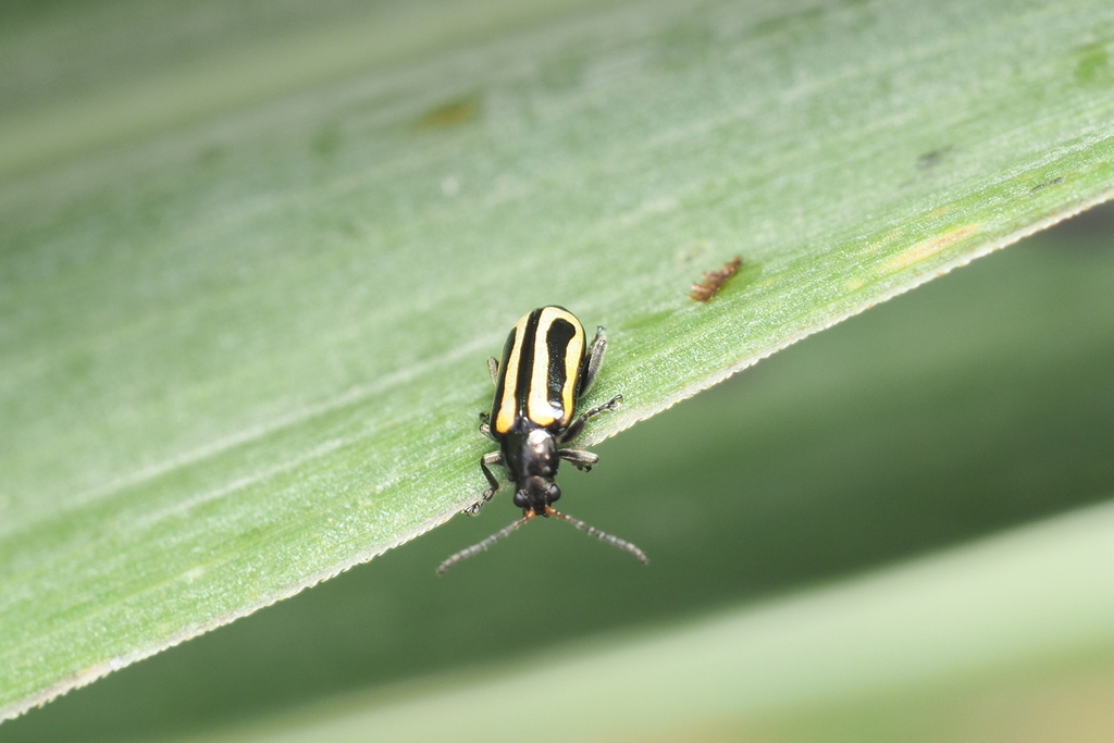 Alligatorweed Flea Beetle from 台灣新竹縣 on July 19, 2023 at 10:37 AM by ...