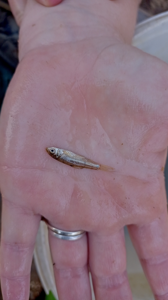 Large-scale Yellowfish from Kruger Park, South Africa on July 19, 2023 ...