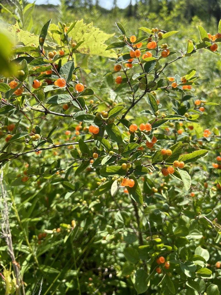 dicots from Chicago Botanic Garden, Glencoe, IL, US on July 19, 2023 at ...