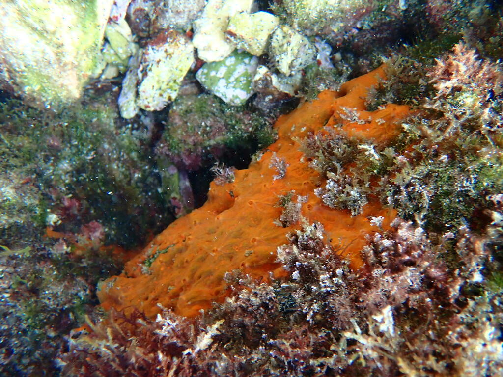 Oyster Sponge from Grad Rovinj, Croatia on July 19, 2023 at 06:37 PM by ...