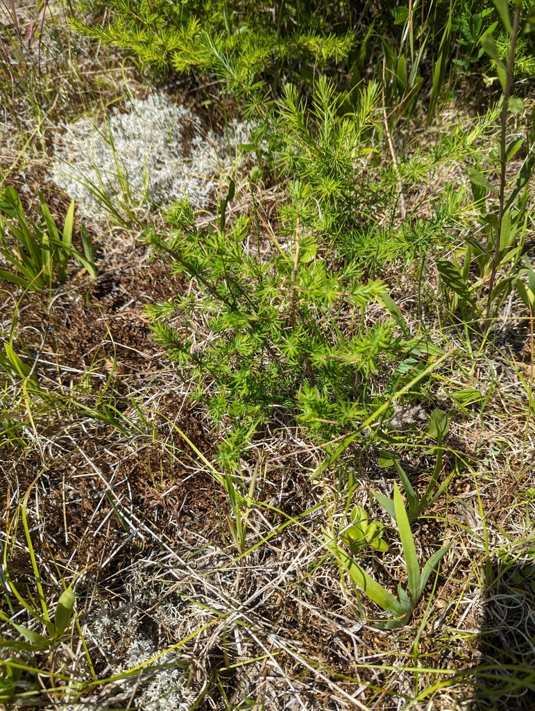 tamarack from St Ignace, MI 49781, USA on July 19, 2023 at 12:36 PM by ...