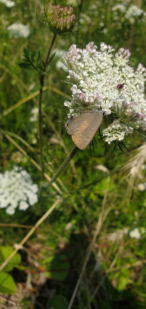 Hickory Hairstreak from Hubertus, WI 53033, USA on July 18, 2023 at 10: ...