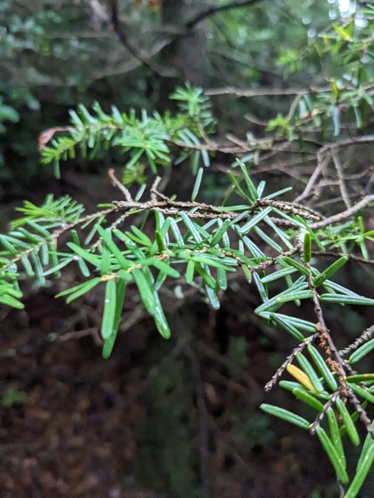 Carolina hemlock in July 2023 by Ruth Cumberland · iNaturalist