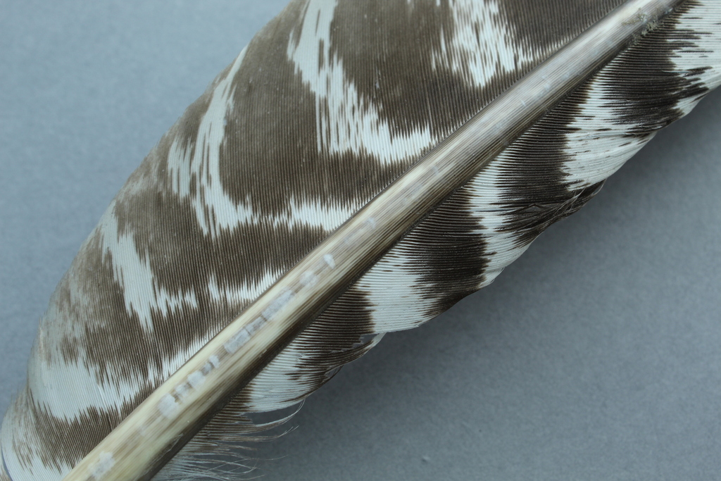 Wild Turkey (Comparing Black and Turkey Vulture Feathers (and common ...