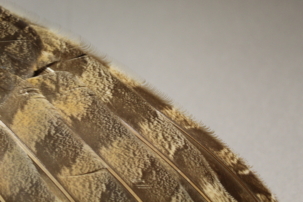 Typical Owls (Comparing Black and Turkey Vulture Feathers (and common ...