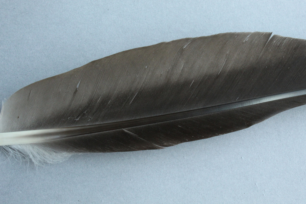 Canada Goose (Comparing Black and Turkey Vulture Feathers (and common ...