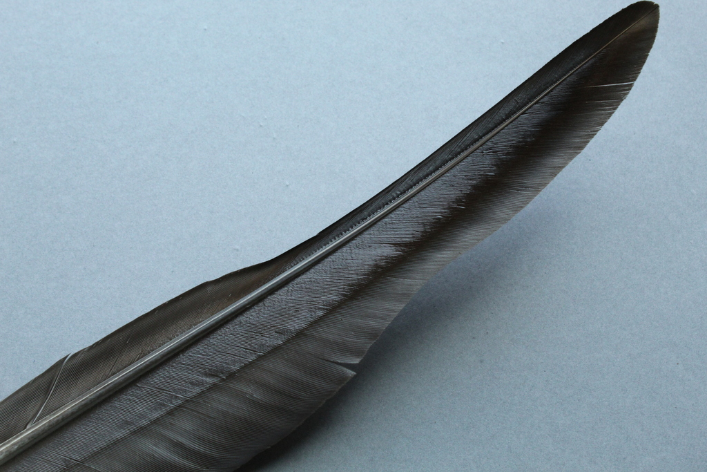 Canada Goose (Comparing Black and Turkey Vulture Feathers (and common ...