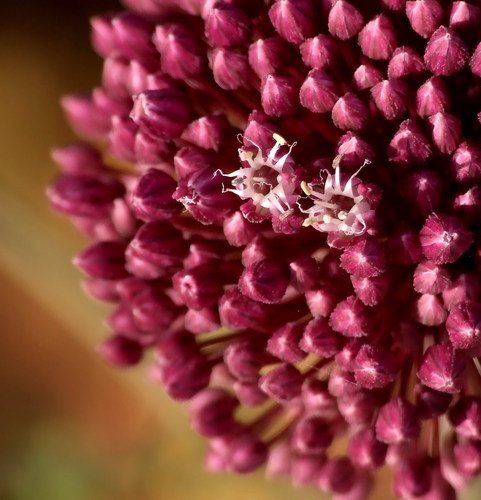 Allium commutatum · iNaturalist