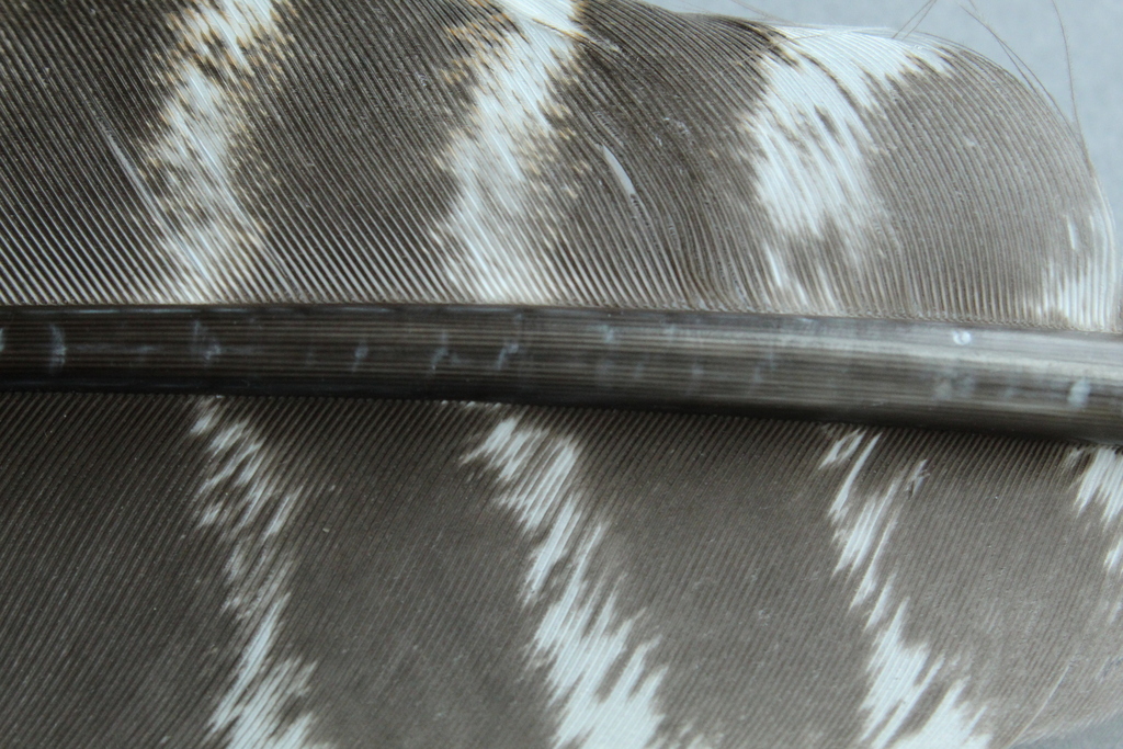 Wild Turkey (Comparing Black and Turkey Vulture Feathers (and common ...