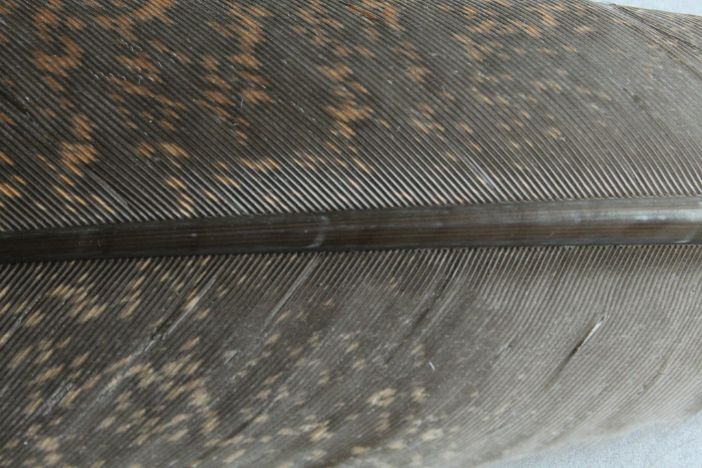 Wild Turkey (Comparing Black and Turkey Vulture Feathers (and common ...