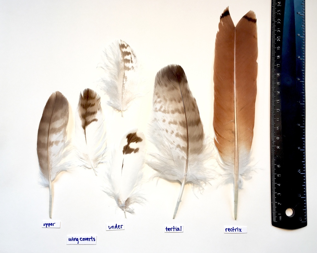 Hawks, Eagles, and Kites (Comparing Black and Turkey Vulture Feathers ...