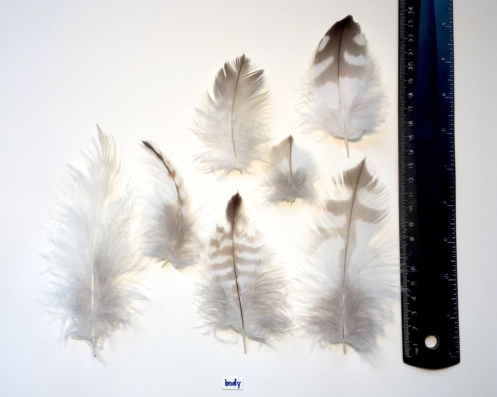 Hawks, Eagles, and Kites (Comparing Black and Turkey Vulture Feathers ...
